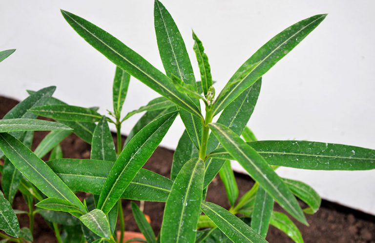 Adelfa | Jardín Botánico ISTMAS