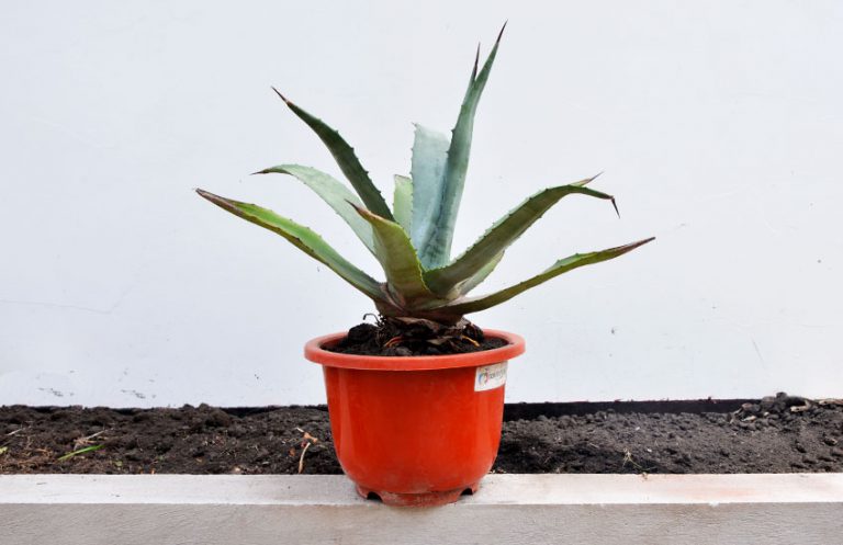 Cabuya Negra | Jardín Botánico ISTMAS