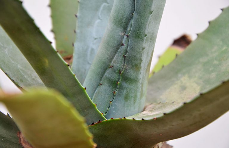 Cabuya Negra | Jardín Botánico ISTMAS