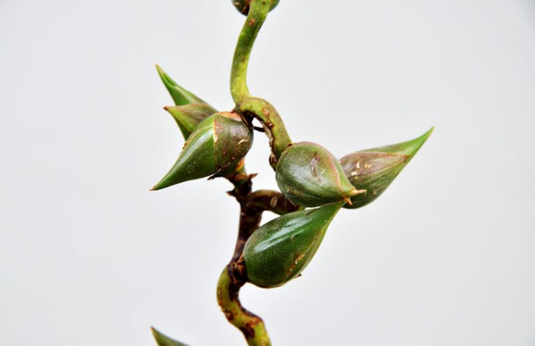 Cabuya Blanca | Jardín Botánico ISTMAS