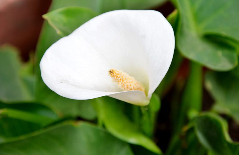 Cala | Jardín Botánico ISTMAS
