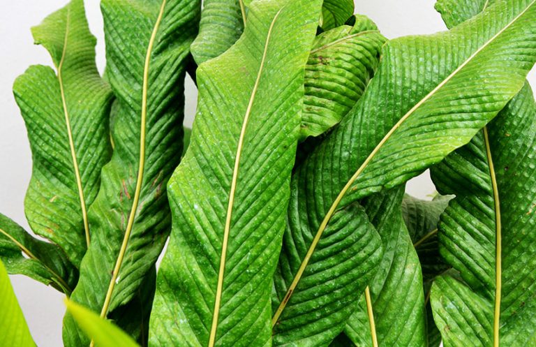 Calaguala | Jardín Botánico ISTMAS