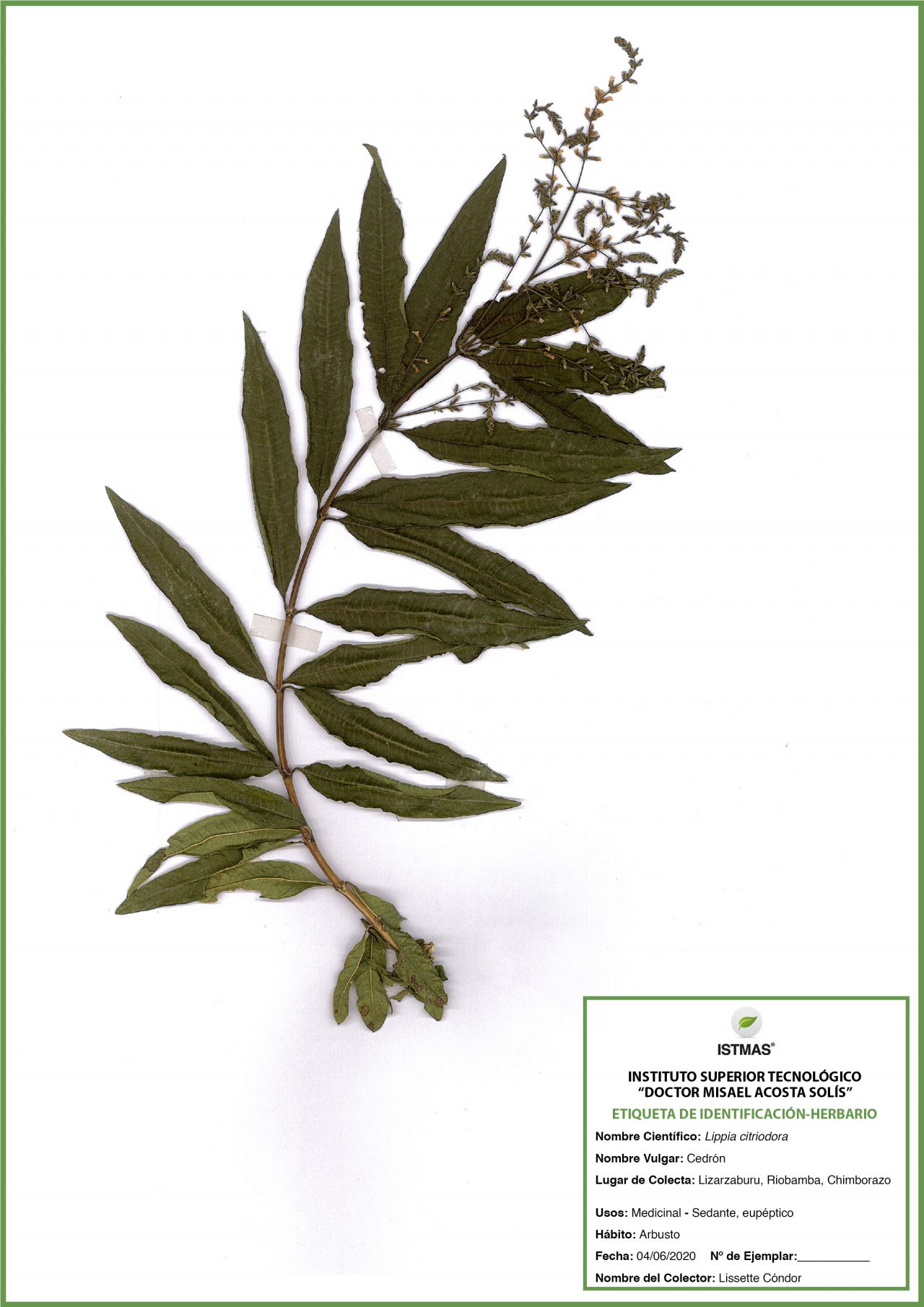 Cedrón | Jardín Botánico ISTMAS