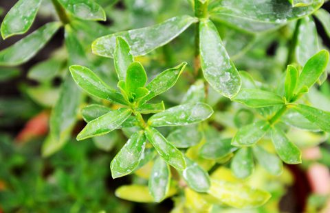 Congona | Jardín Botánico ISTMAS
