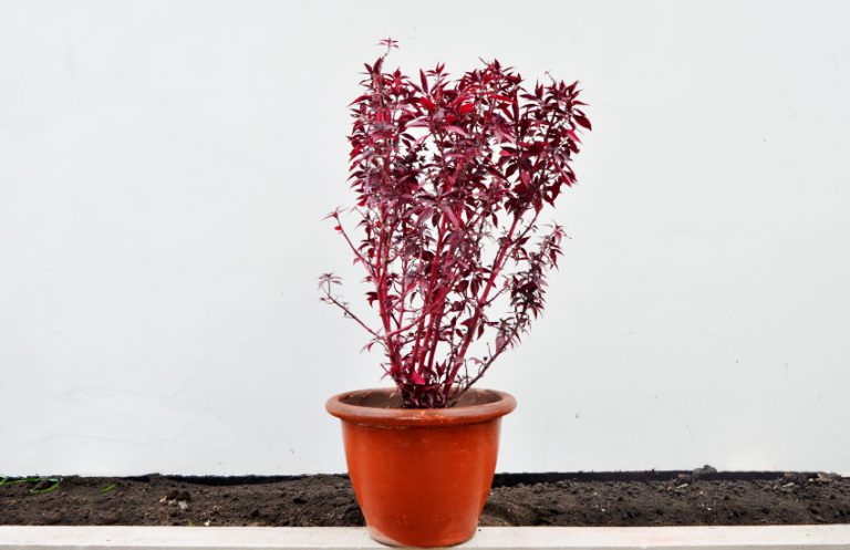 Escancel | Jardín Botánico ISTMAS