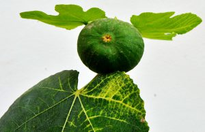 Higo | Jardín Botánico ISTMAS