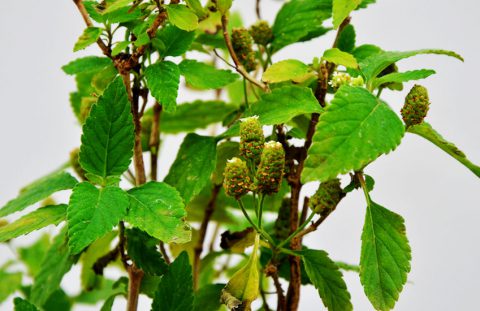 Morera | Jardín Botánico ISTMAS