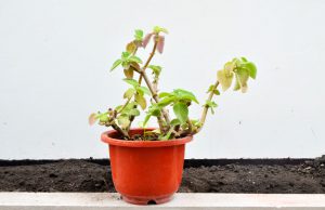 Oreganón | Jardín Botánico ISTMAS