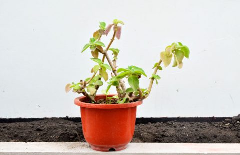 Oreganón | Jardín Botánico ISTMAS