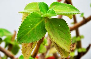 Oreganón | Jardín Botánico ISTMAS