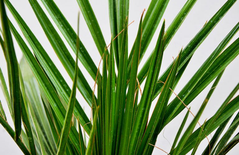 Palma Fénix | Jardín Botánico ISTMAS