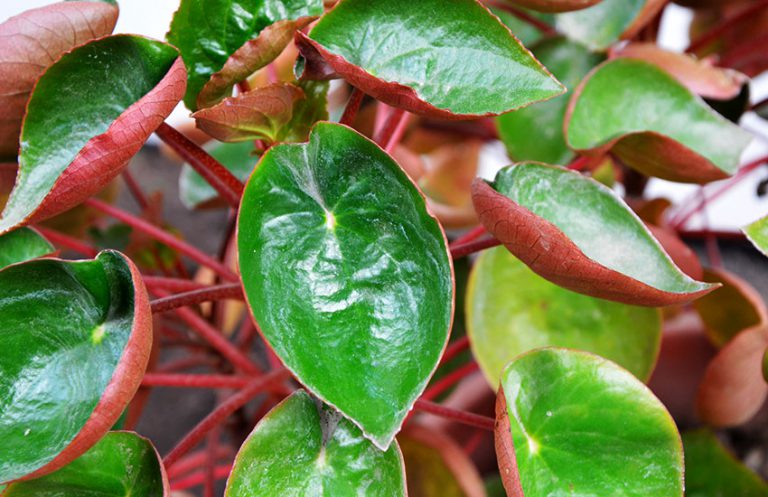 Pataconyuyo | Jardín Botánico ISTMAS