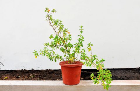 Pumin | Jardín Botánico ISTMAS