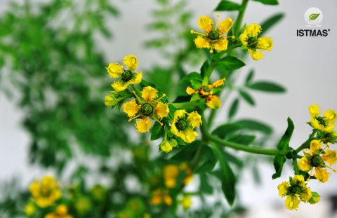 Ruda | Jardín Botánico ISTMAS