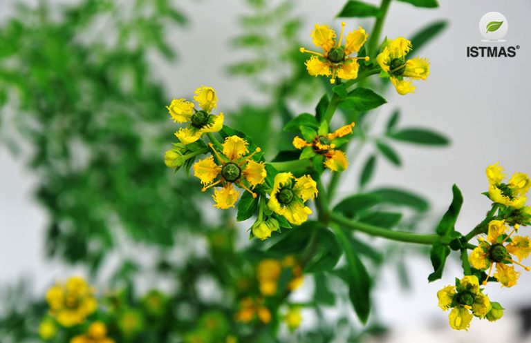 Ruda | Jardín Botánico ISTMAS