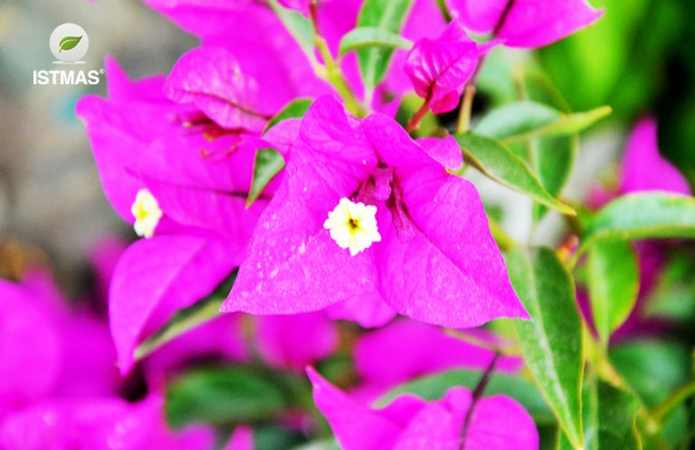 Bugambilia | Jardín Botánico ISTMAS