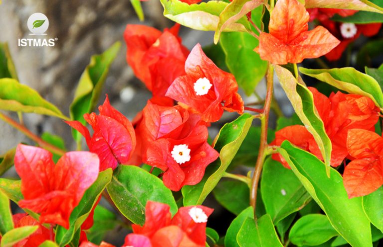 Bugambilia | Jardín Botánico ISTMAS